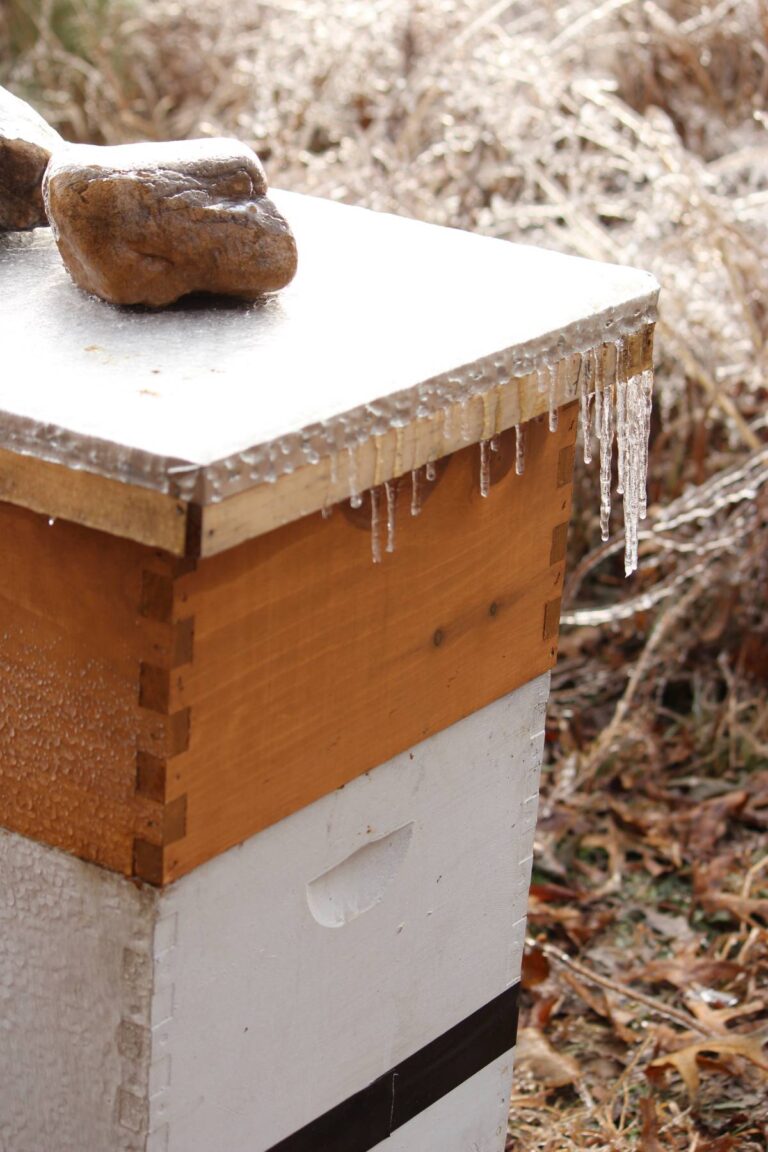 Seasonal Beekeeping Calendar - Backyard Beekeeping